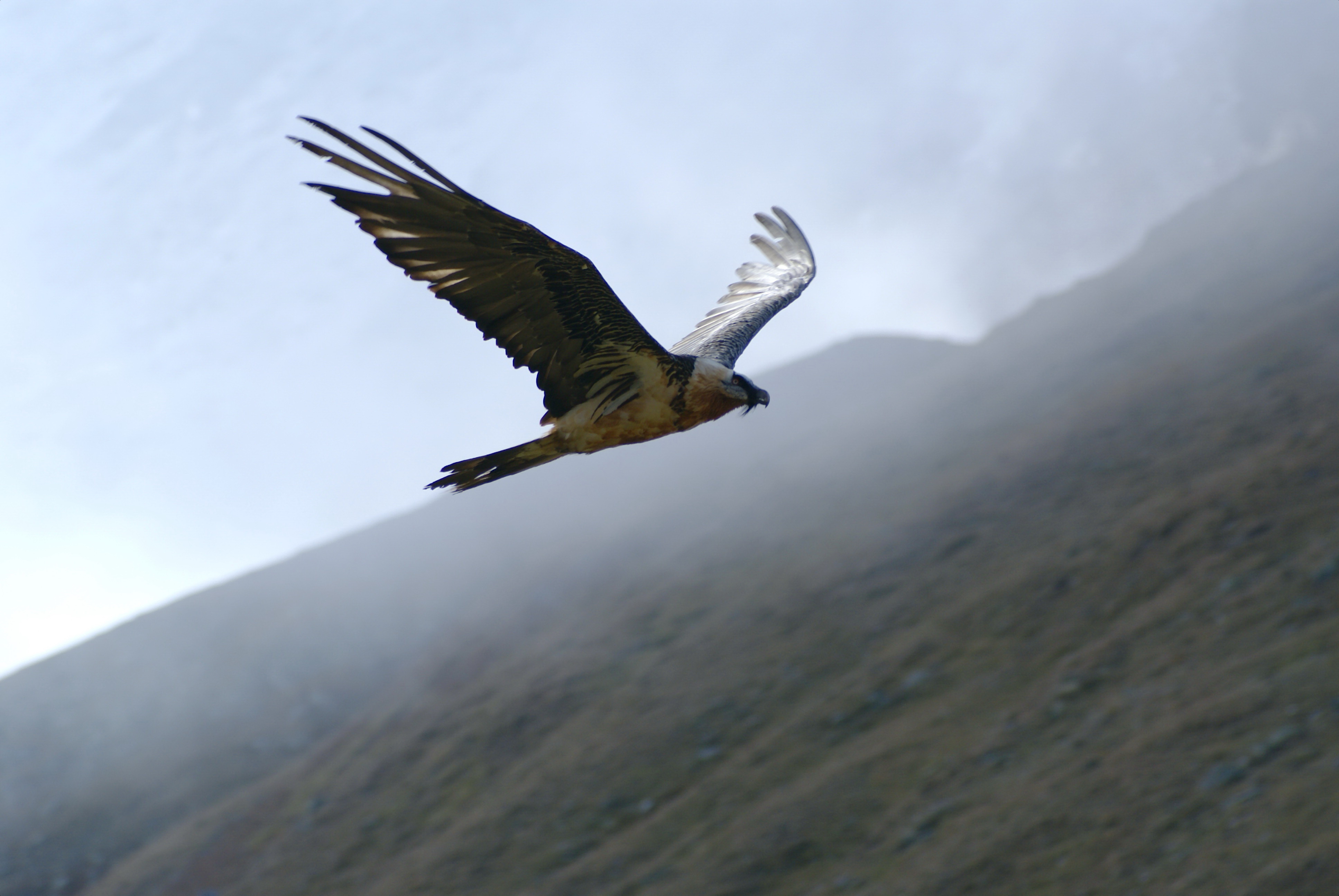 Il volo - Gipeto - Sergio De Lorenzi | Fotografare il Parco